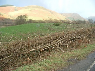 Laying in Hedgerows